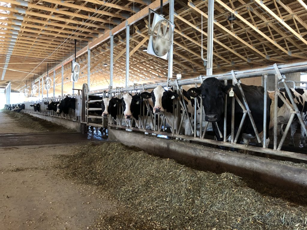 Holstein Cows at Cordine Farms | Knee High by the First of July