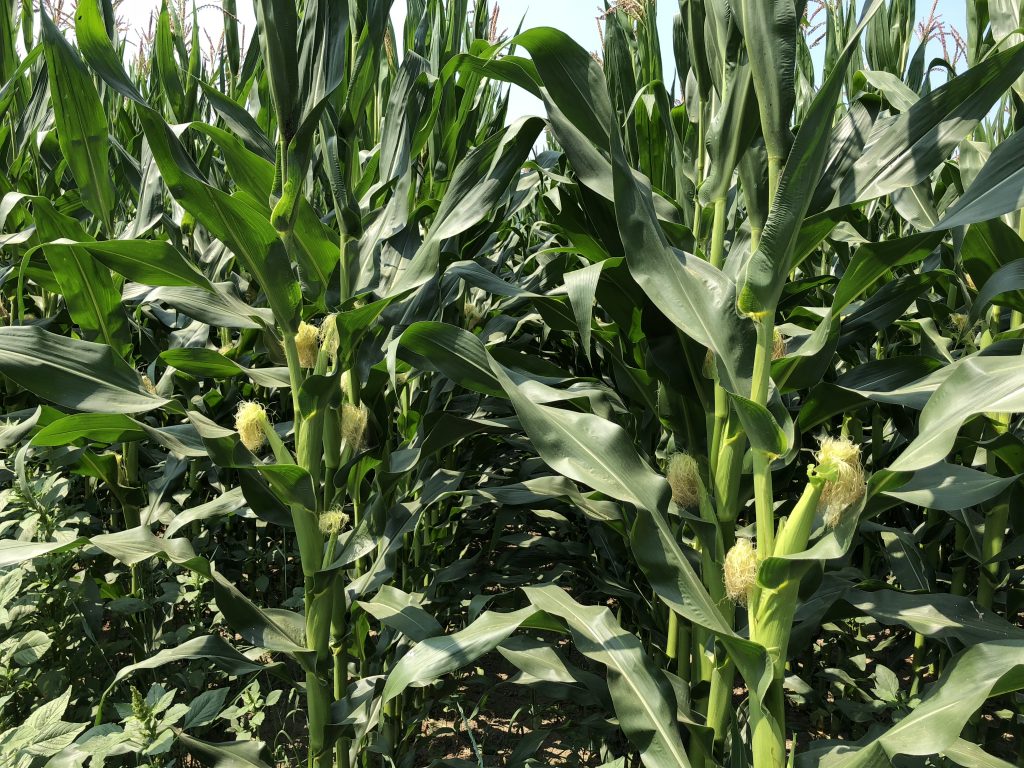 Peterson Farm Cow Corn | Knee High by the First of July